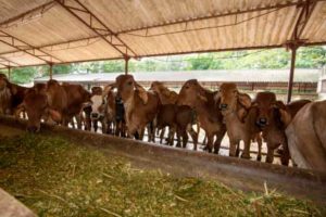 Self-sustainable Gaushala - Indian Biogas Association